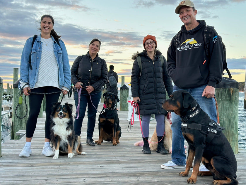 Best ways to Transform Your Dog's Social Skills Through Dog Training ...