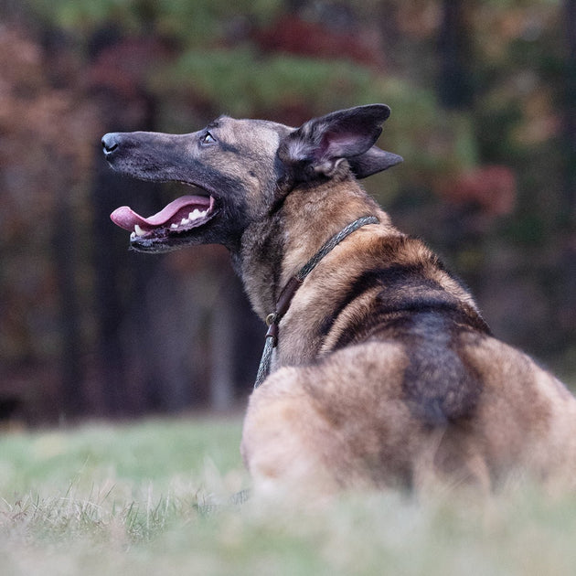 Unlock Your Dog's Full Potential with Maximum Canine's Board and Train – Maximum K9 Services