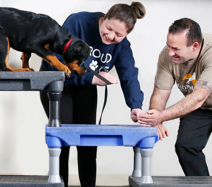 Early Puppy Training: Building Bond & Understanding Behavior – Maximum ...
