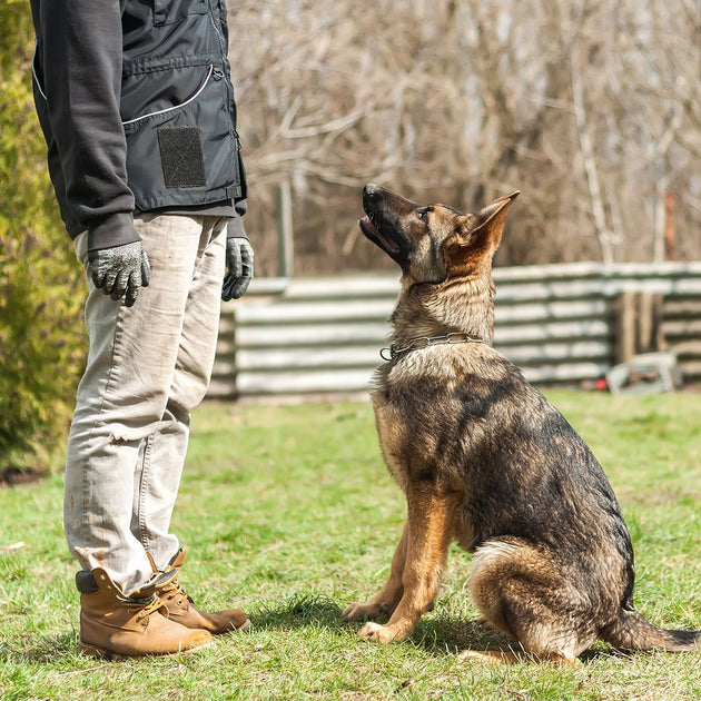 Preventing Common Dog Behavior Issues with Maximum Canine Dog Training ...