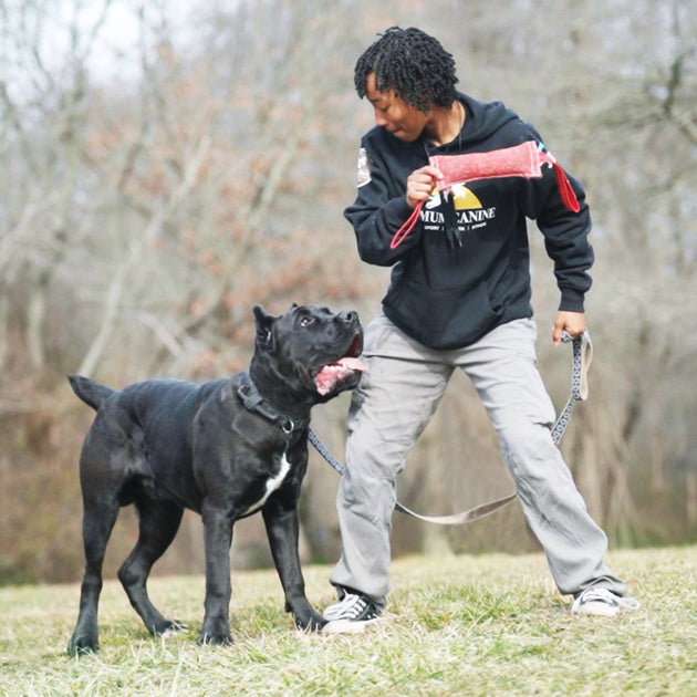 Struggling with Your Dog's Behavior? Find Solutions with Maximum Canin ...