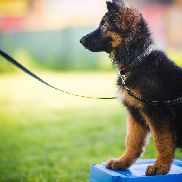 Essential to New Puppy Training - The Power of Early Training – Maximum ...