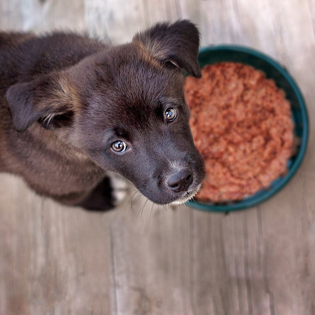 Unlocking Optimal Health and Vitality for Your Dog with Anita's Raw Fo ...